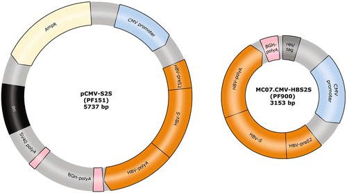 Minicircle: Next Generation DNA Vectors for Vaccination | SpringerLink