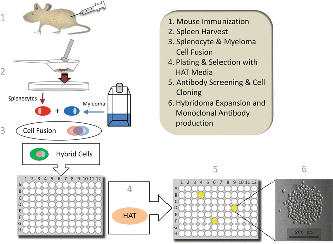 Hybridoma Technology | SpringerLink