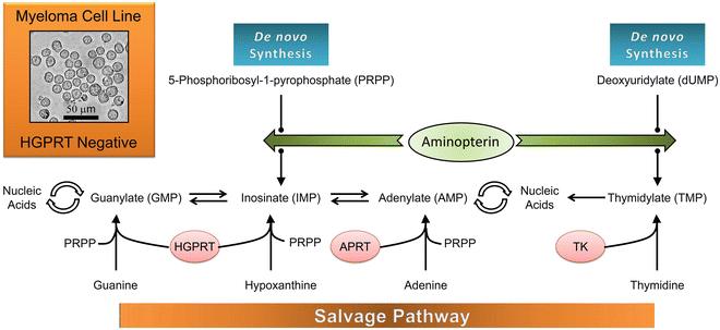 Hybridoma Technology | SpringerLink