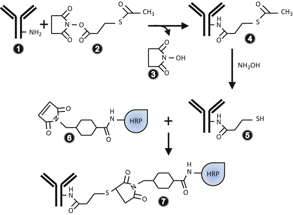 Bioconjugation of Antibodies to Horseradish Peroxidase (HRP) | SpringerLink