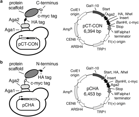 Protein Engineering and Selection Using Yeast Surface Display ...