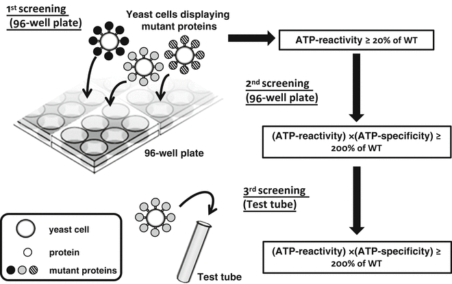 Enzyme Evolution by Yeast Cell Surface Engineering | SpringerLink