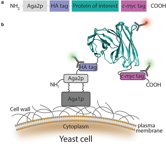 Applications Of Yeast Surface Display For Protein Engineering