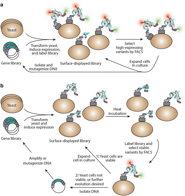 Applications of Yeast Surface Display for Protein Engineering ...