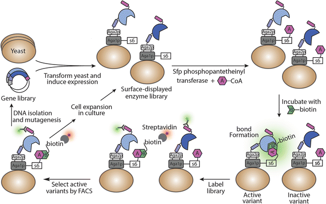 Applications of Yeast Surface Display for Protein Engineering ...
