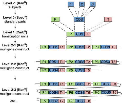 Assembly of Multigene Constructs Using Golden Gate Cloning | SpringerLink