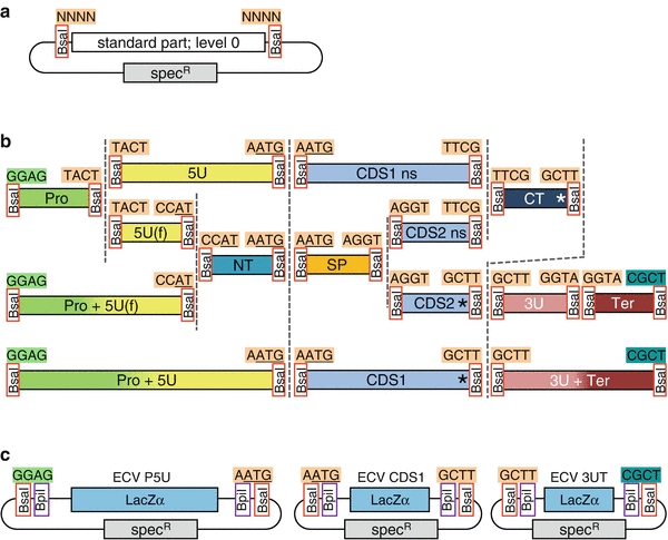 Assembly of Multigene Constructs Using Golden Gate Cloning | SpringerLink
