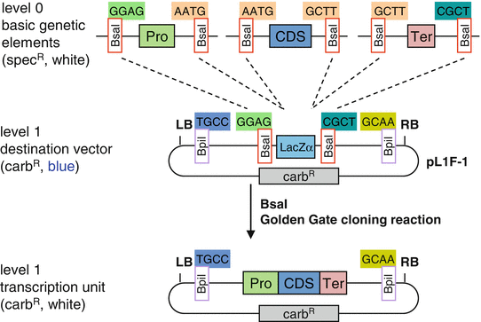 Assembly of Multigene Constructs Using Golden Gate Cloning | SpringerLink