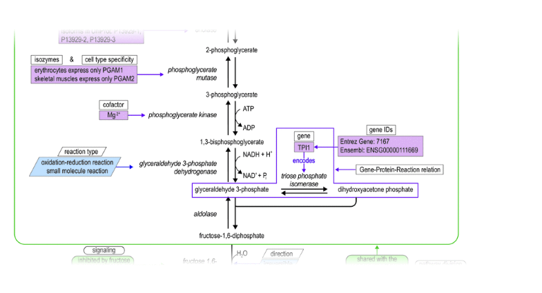 Metabolic Pathway Databases: A Word of Caution | SpringerLink