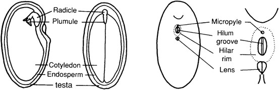 Seed Physiology and Germination of Grain Legumes | SpringerLink