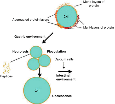 Emulsions and Foams Stabilised by Milk Proteins | SpringerLink