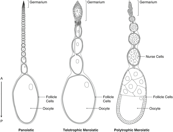 Drosophila melanogaster Oogenesis: An Overview | SpringerLink