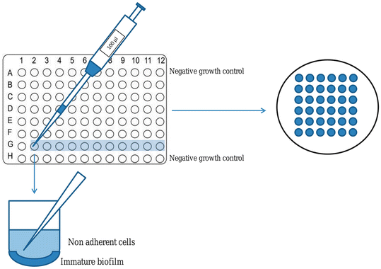 A Microplate-Based System as In Vitro Model of Biofilm Growth and ...