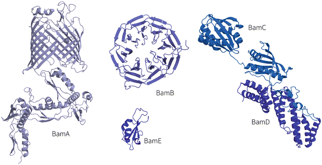 The β-Barrel Assembly Machinery Complex | SpringerLink