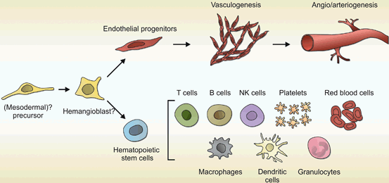 VEGF and Notch Signaling in Angiogenesis | SpringerLink