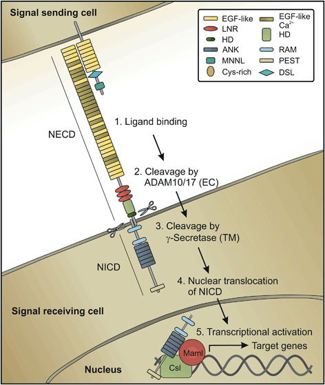 VEGF and Notch Signaling in Angiogenesis | SpringerLink