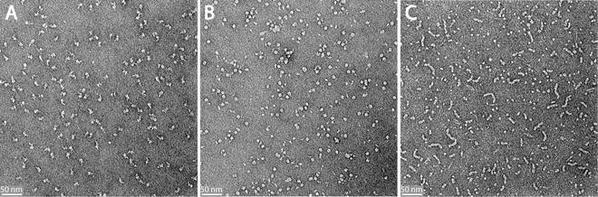2D Projection Analysis of GPCR Complexes by Negative Stain Electron ...