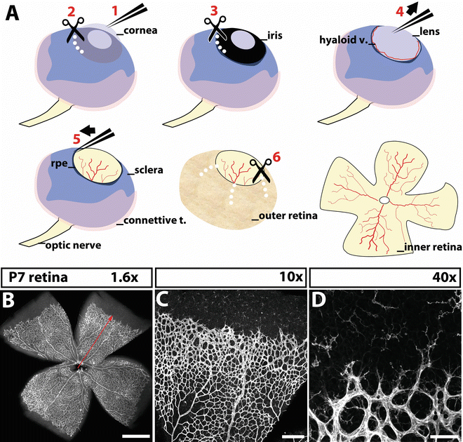 The Embryonic Mouse Hindbrain and Postnatal Retina as In Vivo Models to ...