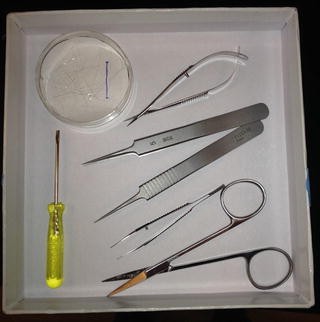 Wire Myography to Study Vascular Tone and Vascular Structure of ...