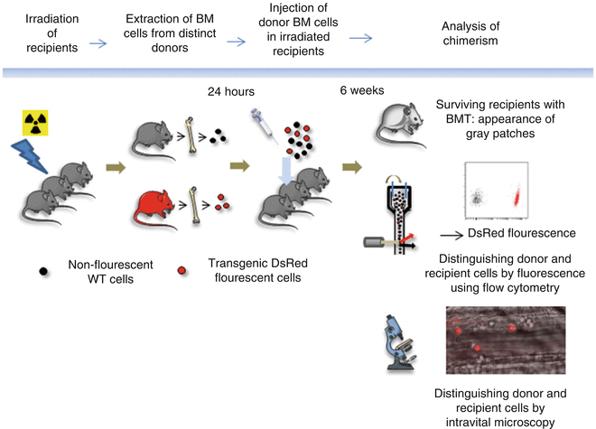 Bone Marrow Transplantation in Mice to Study the Role of Hematopoietic ...