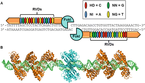 The Development of TALE Nucleases for Biotechnology | SpringerLink