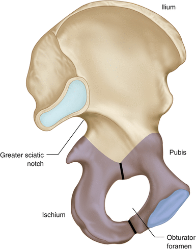 The Anatomy of Pelvic Support | SpringerLink