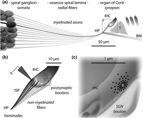 The Ribbon Synapse Between Type I Spiral Ganglion Neurons and Inner ...