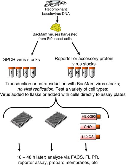 Gene Expression in Mammalian Cells Using BacMam, a Modified Baculovirus ...