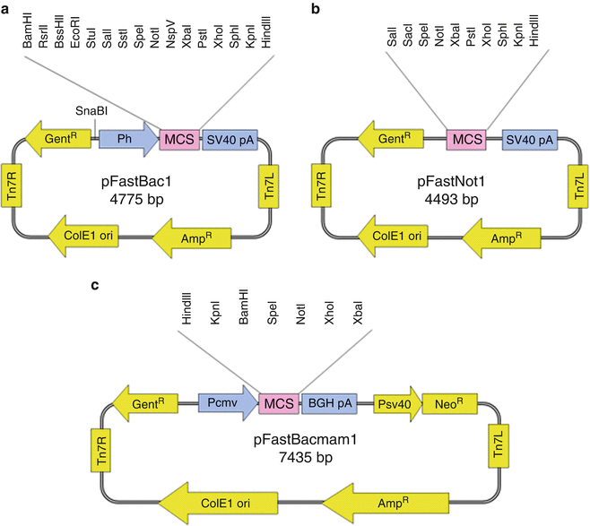 Gene Expression in Mammalian Cells Using BacMam, a Modified Baculovirus ...