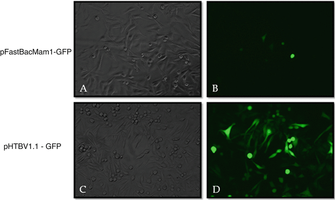 Gene Expression in Mammalian Cells Using BacMam, a Modified Baculovirus ...