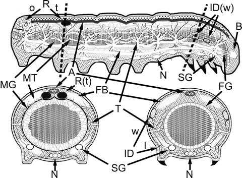 Lepidopteran Insect Cell Line Isolation from Insect Tissue | SpringerLink