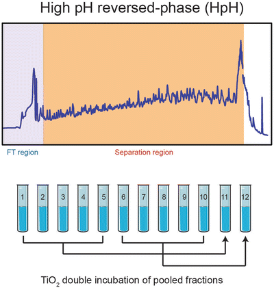 Offline High pH Reversed-Phase Peptide Fractionation for Deep ...
