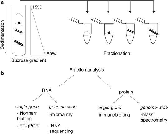 Studying the Translatome with Polysome Profiling | SpringerLink