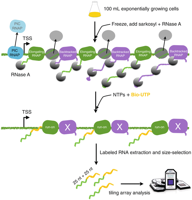 Biotin-Genomic Run-On (Bio-GRO): A High-Resolution Method for the ...