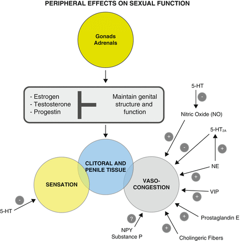 The Female Sexual Response: Anatomy and Physiology of Sexual Desire ...