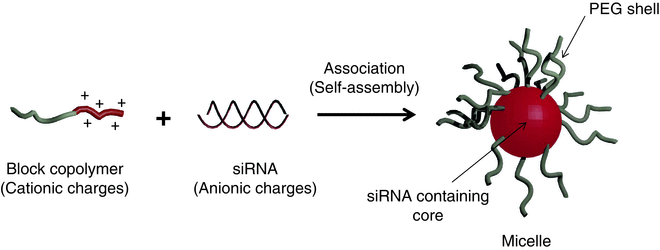 Preparation of Polyion Complex Micelles Using Block Copolymers for SiRNA Delivery | SpringerLink
