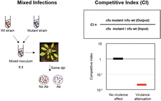 Competitive Index: Mixed Infection-Based Virulence Assays for Genetic ...
