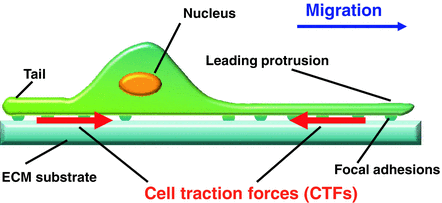 The Study of Cell Motility by Cell Traction Force Microscopy (CTFM ...