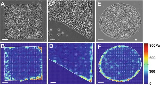 The Study of Cell Motility by Cell Traction Force Microscopy (CTFM ...