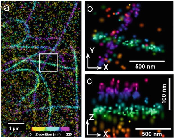 Microtubules in Plant Cells: Strategies and Methods for ...