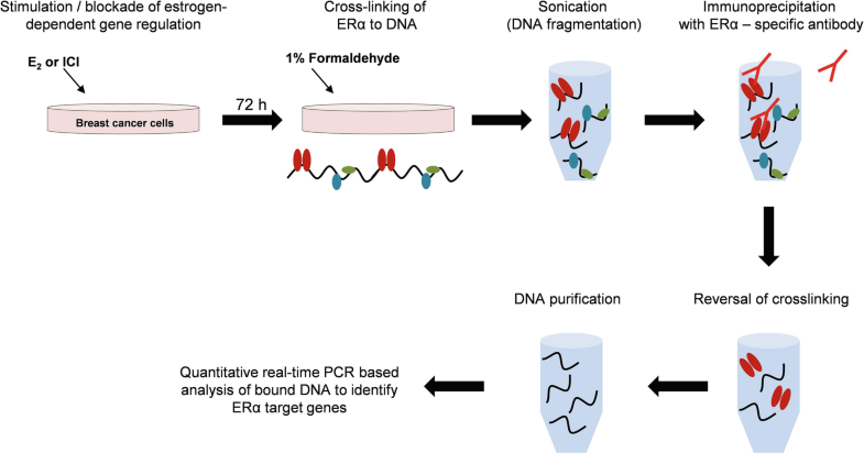 Chromatin Immunoprecipitation Assay to Identify Genomic Binding Sites ...