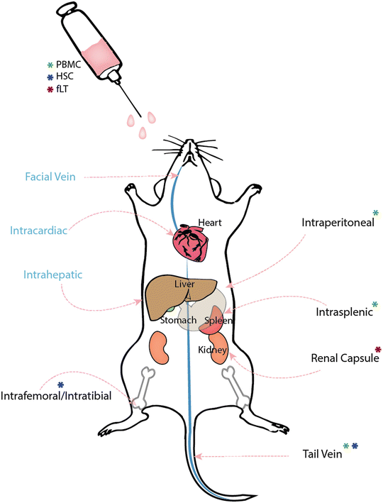 Mouse Model Liver Transplant at Donna Sorrell blog