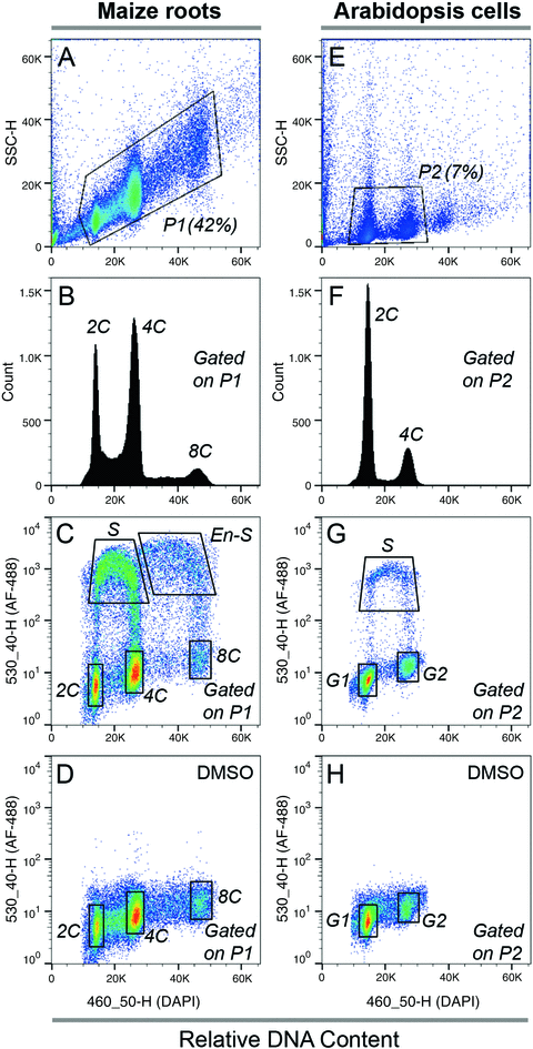 Isolation of Plant Nuclei at Defined Cell Cycle Stages Using EdU ...