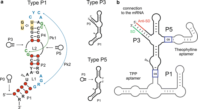 Screening of Genetic Switches Based on the Twister Ribozyme Motif ...