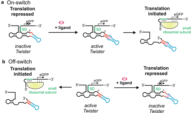 Screening of Genetic Switches Based on the Twister Ribozyme Motif ...