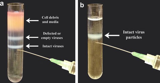Viral Vector Production: Adenovirus | SpringerLink