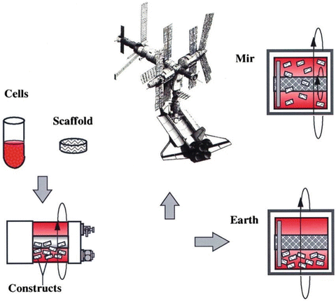 Microgravity and Microgravity Analogue Studies of Cartilage and Cardiac ...