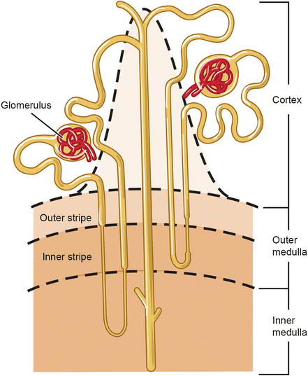 Embryology, Anatomy, and Histology of the Kidney | SpringerLink