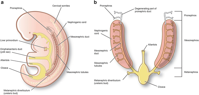 Embryology, Anatomy, and Histology of the Kidney | SpringerLink