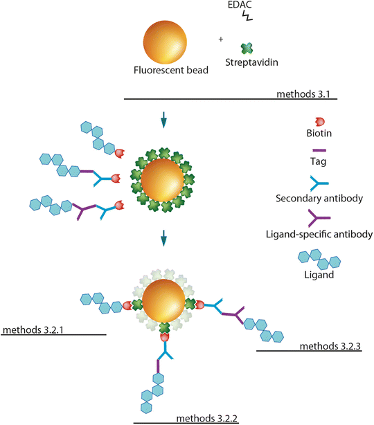 Flow Cytometry-Based Bead-Binding Assay for Measuring Receptor Ligand ...
